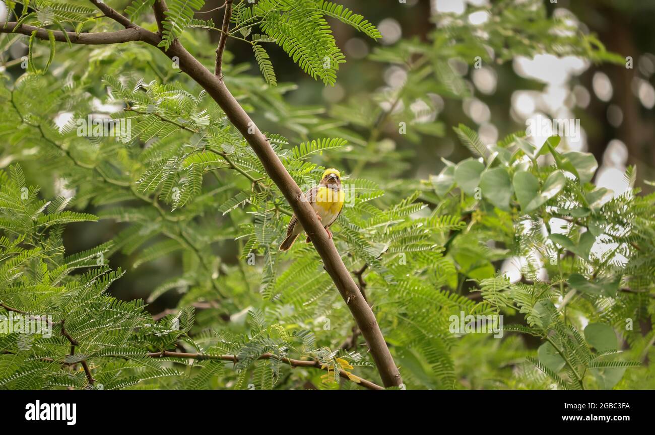 Bird sitting on the tree Stock Photo - Alamy