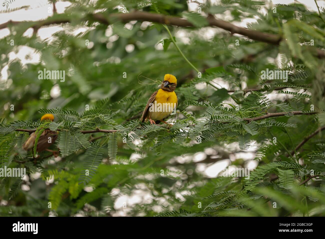 Bird sitting on the tree Stock Photo - Alamy