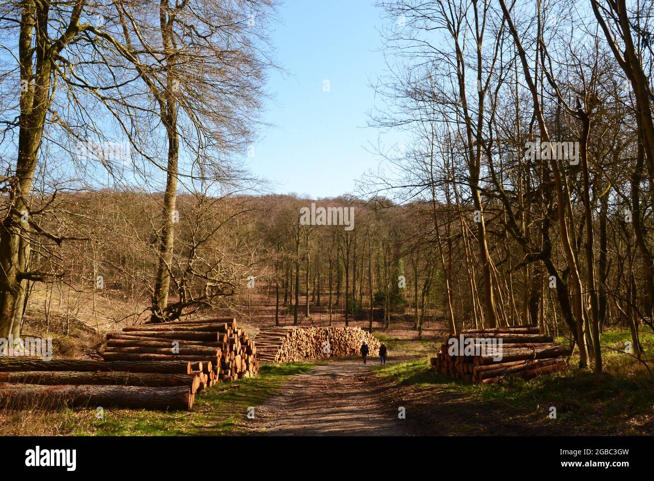 Log piles in Bradenham Woods, Buckinghamshire, England, where forestry ...