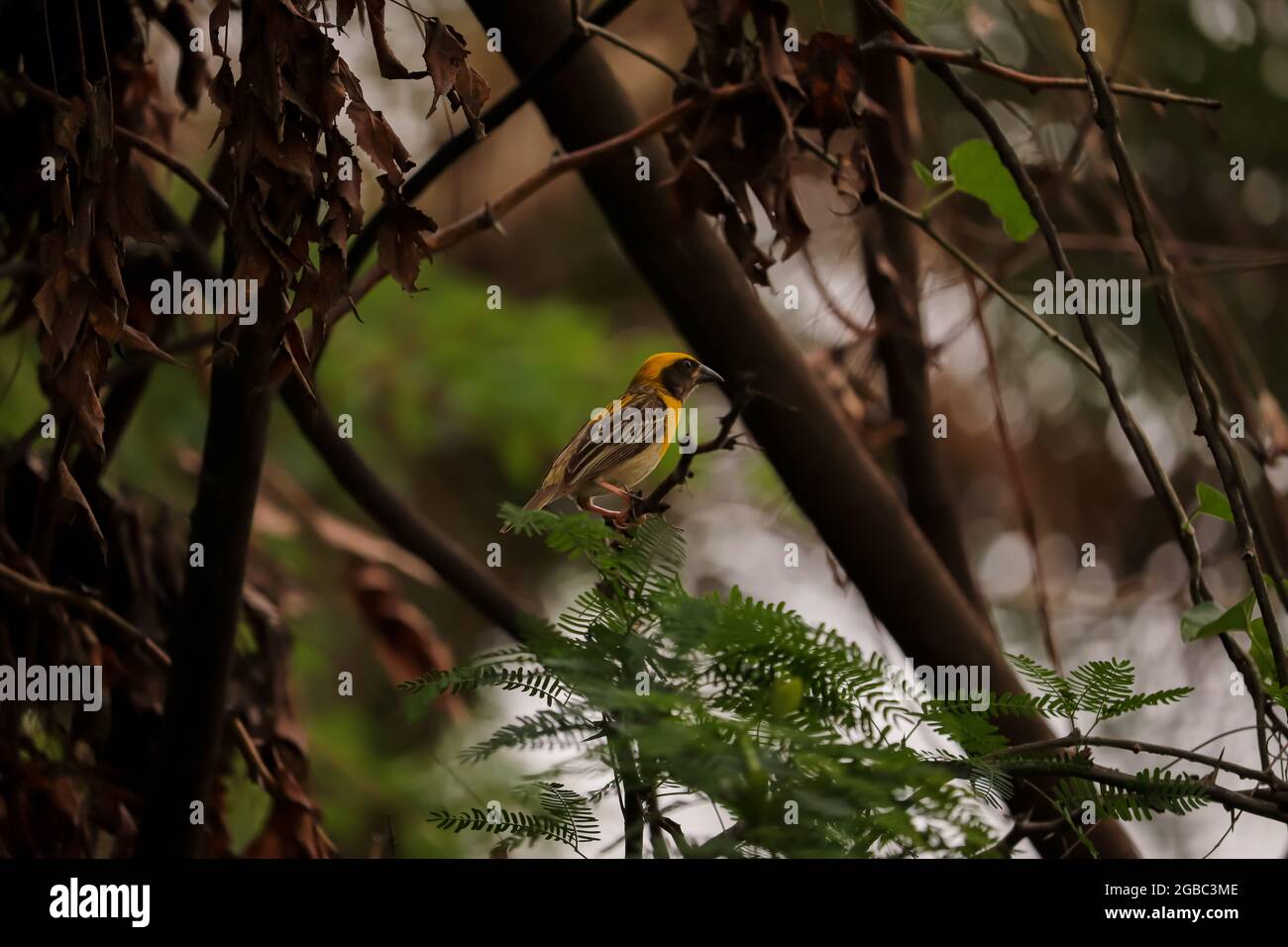 Bird sitting on the tree Stock Photo - Alamy