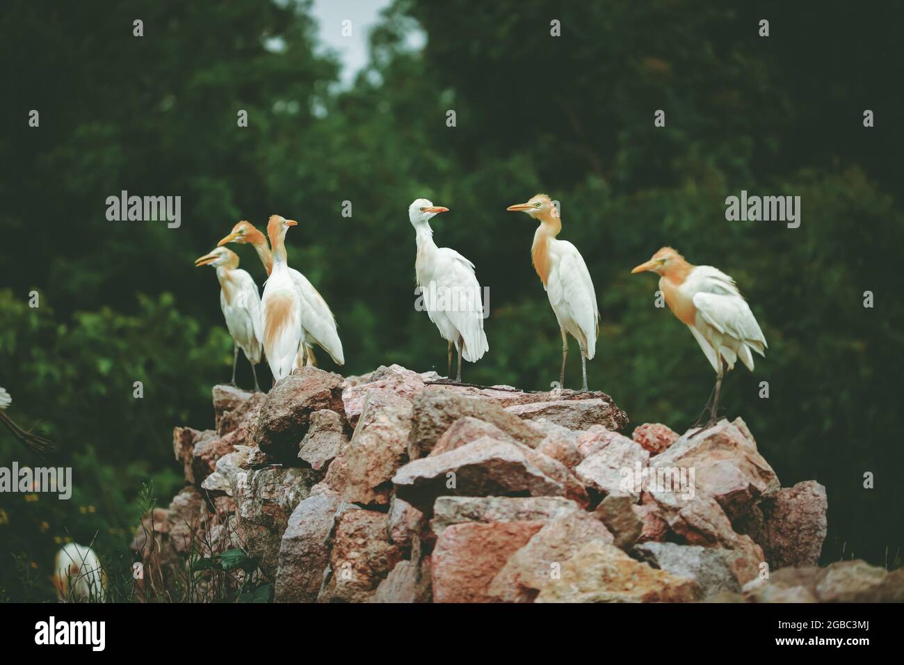 Bird's sitting on the rocks , nature background Stock Photo - Alamy