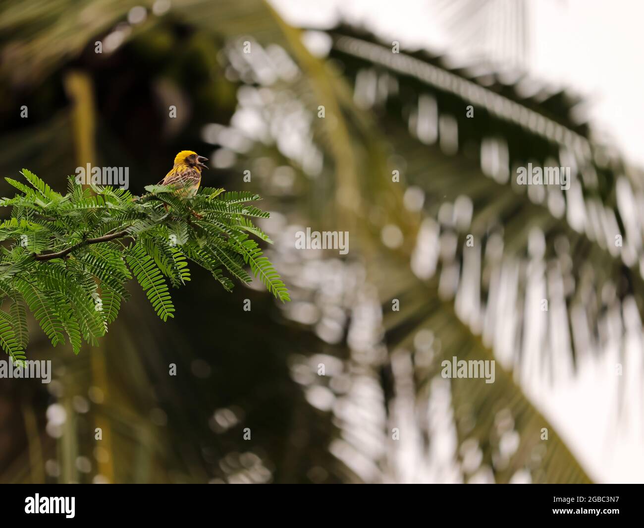 Bird sitting on the tree Stock Photo - Alamy