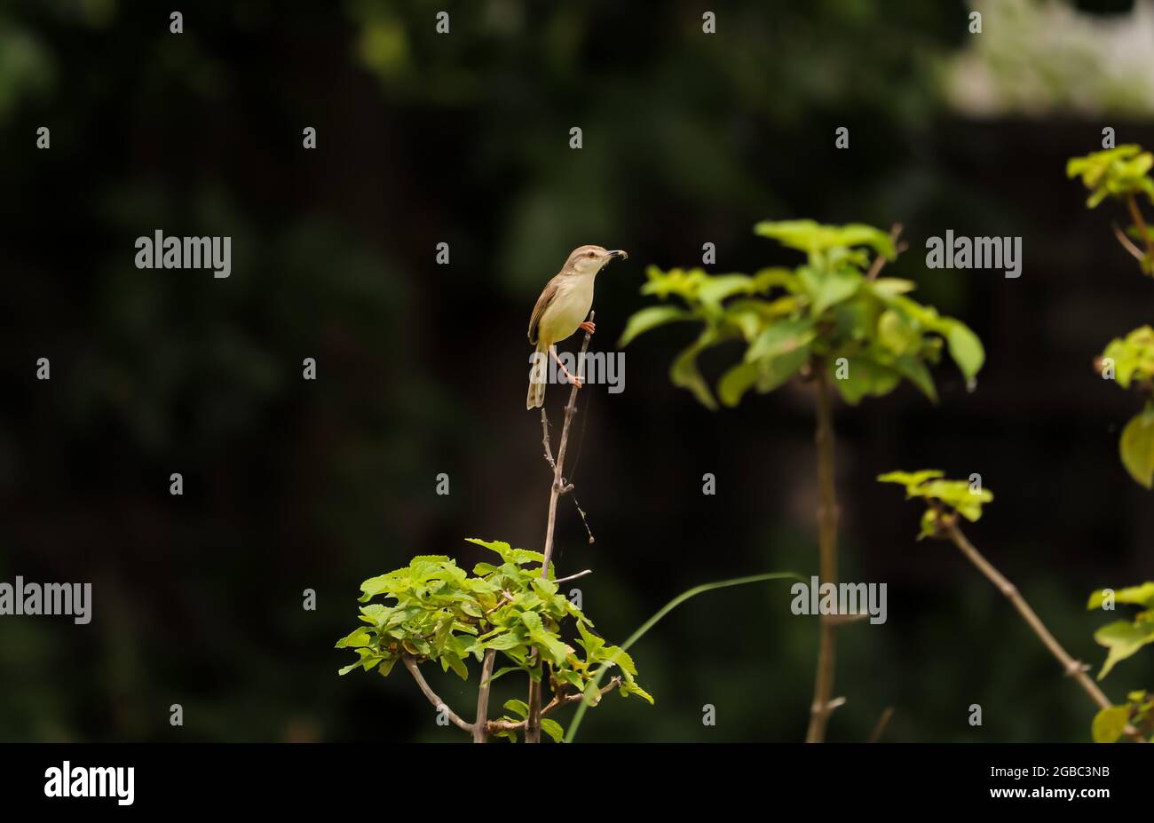 Bird sitting on the tree Stock Photo - Alamy