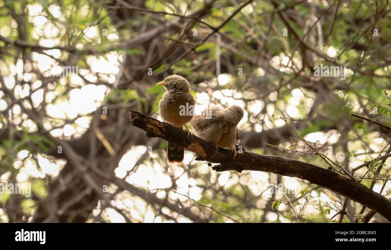 Bird sitting on the tree Stock Photo - Alamy