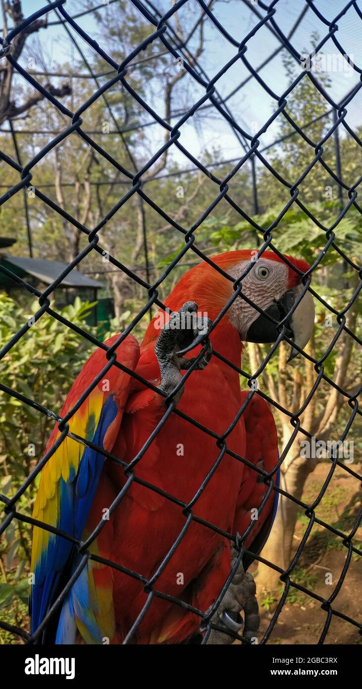 Parrots in cage hi-res stock photography and images - Alamy