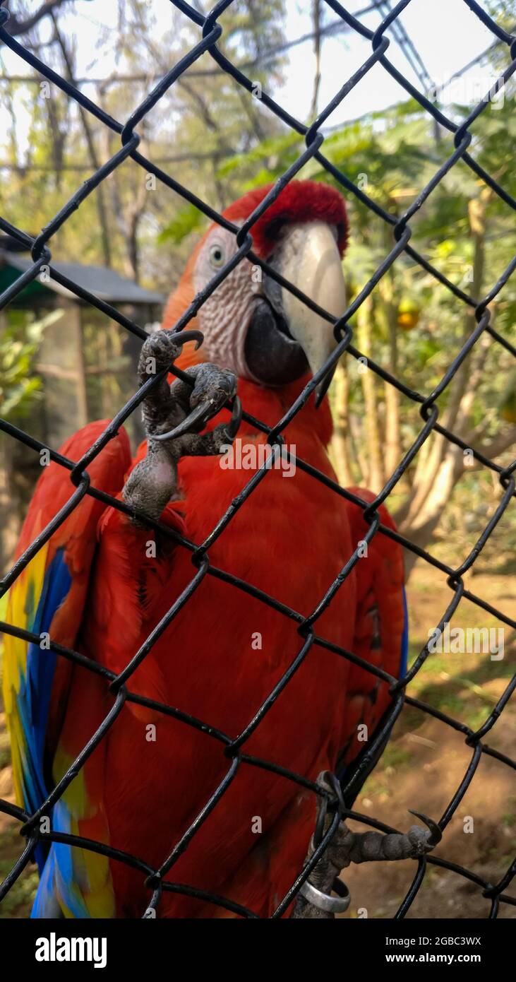 The Macaw Parrot In The Cage At Zoo Stock Photo - Alamy
