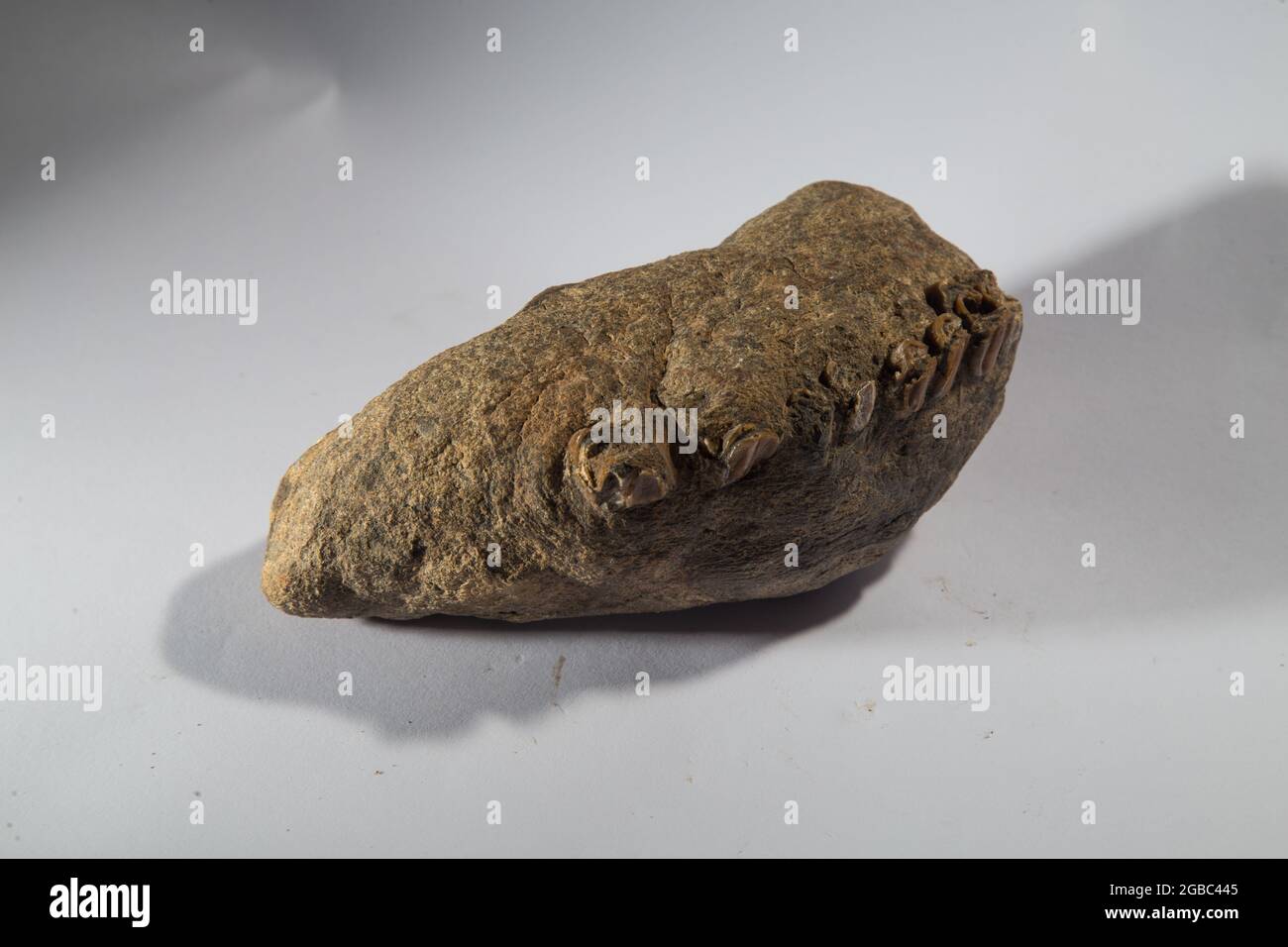 tropical fossil of big mammal at West Java Indonesia Stock Photo - Alamy