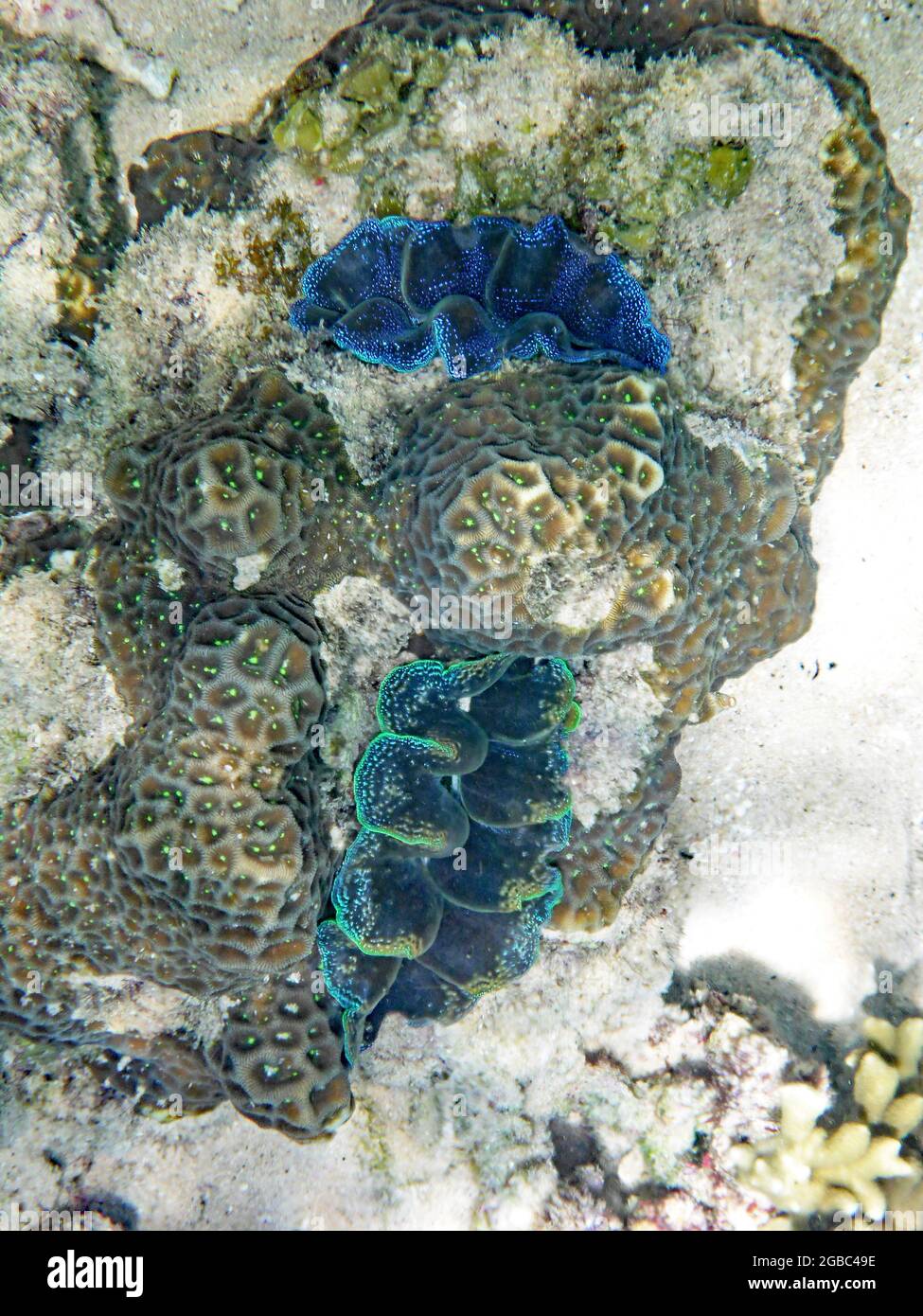 Zev huge tridacna gigas hi-res stock photography and images - Alamy