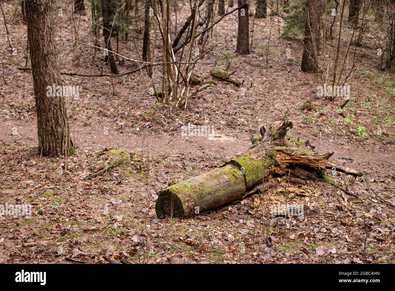 Uprooted tree in the forest. Autumn forest Stock Photo - Alamy