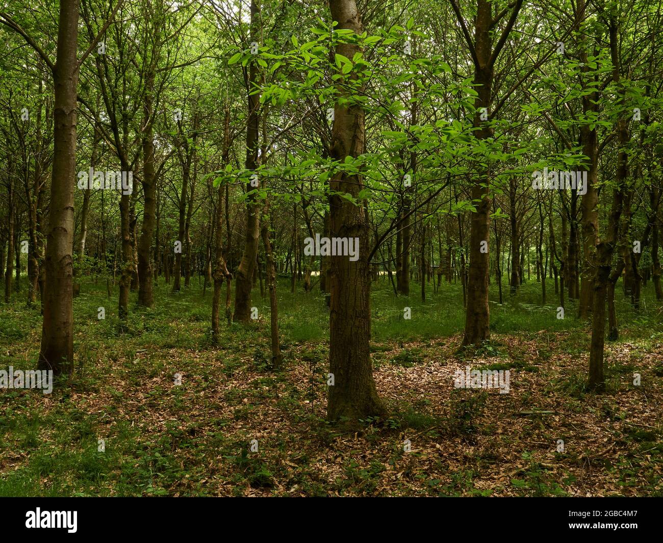 Tree trunks dappled by sunlight hi-res stock photography and images - Alamy