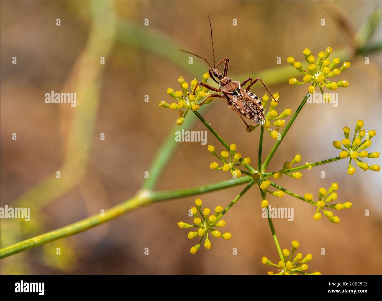 Rhynocoris erythropus, Flower Assassin Bug on a Fennel Plant Stock ...
