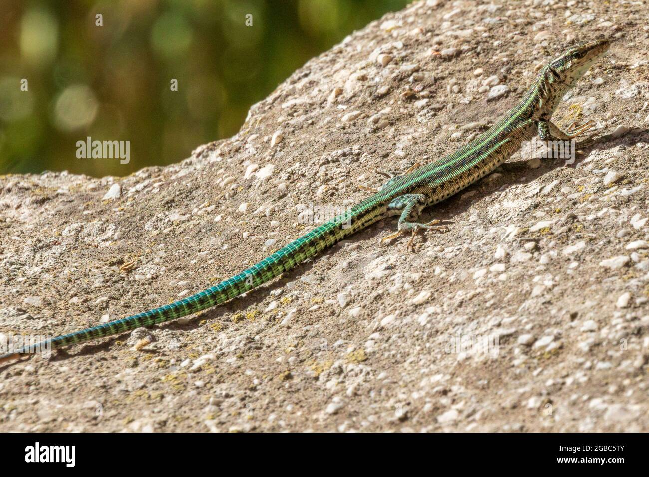 Andalusia wall lizard hi-res stock photography and images - Alamy