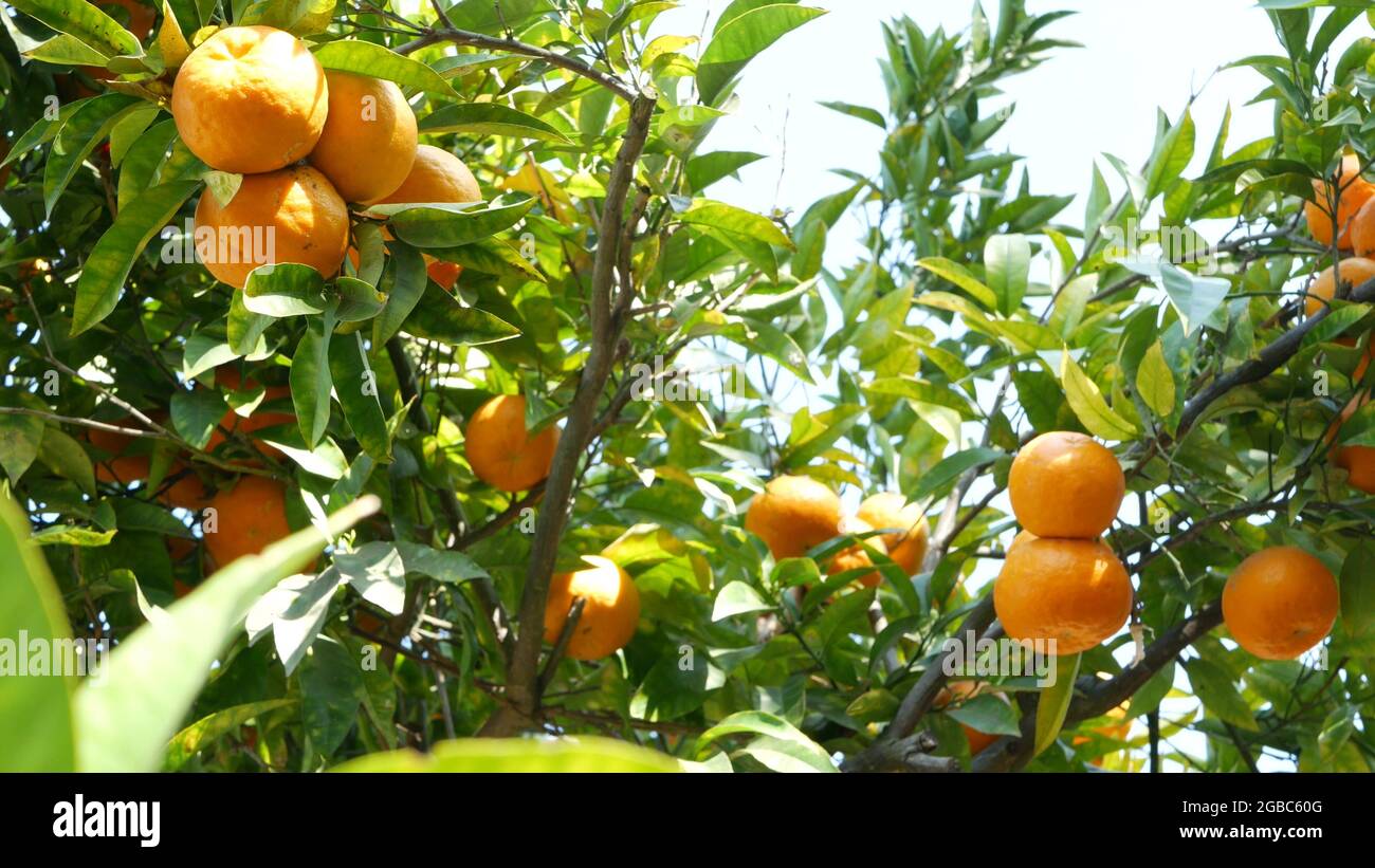 Citrus orange mandarin fruit tree, California USA. Spring garden ...