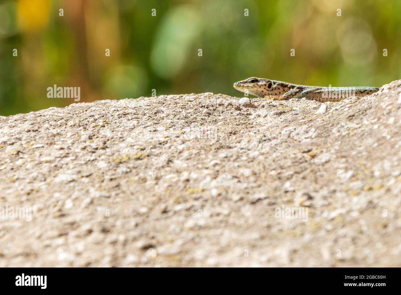 Podarcis hispanicus, Spanish Wall Lizard Stock Photo - Alamy