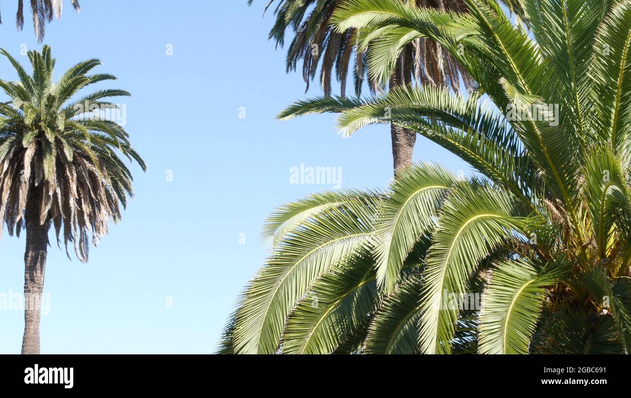Palms in Los Angeles, California, USA. Summertime aesthetic of Santa ...