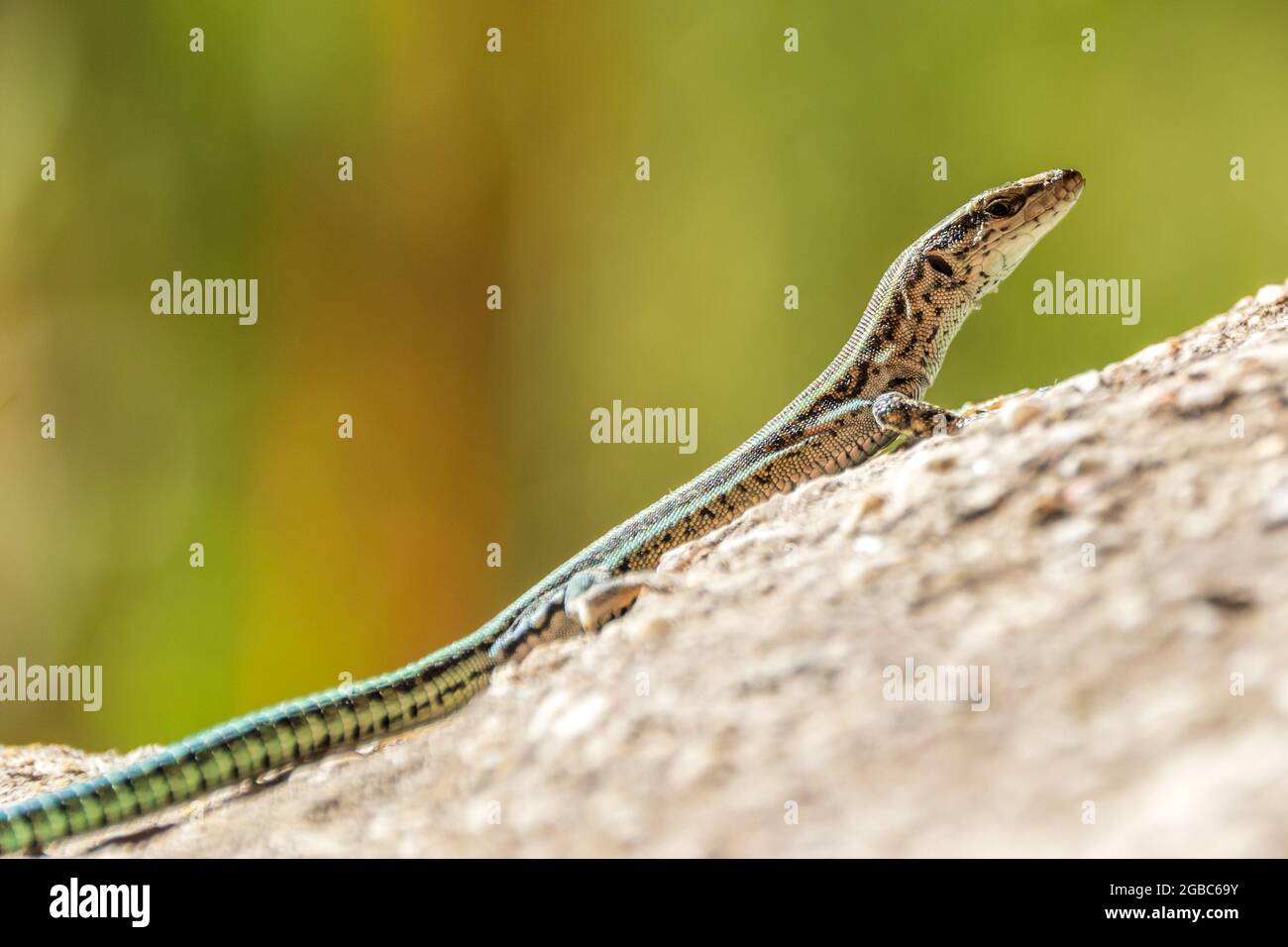 Podarcis hispanicus, Spanish Wall Lizard Stock Photo - Alamy
