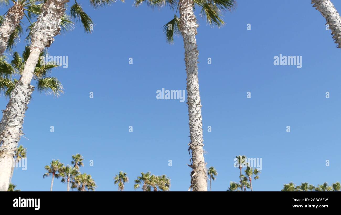 Palms in Los Angeles, California, USA. Summertime aesthetic of Santa ...