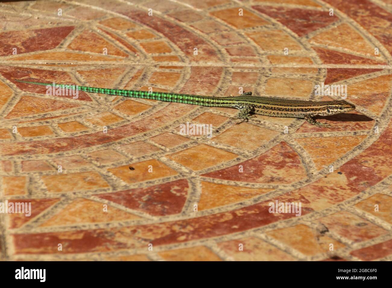 Andalusia wall lizard hi-res stock photography and images - Alamy