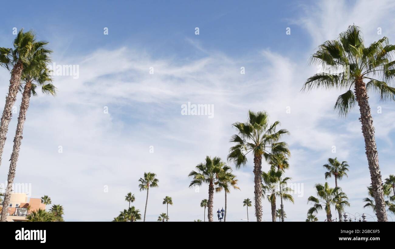 Palms in Los Angeles, California, USA. Summertime aesthetic of Santa ...