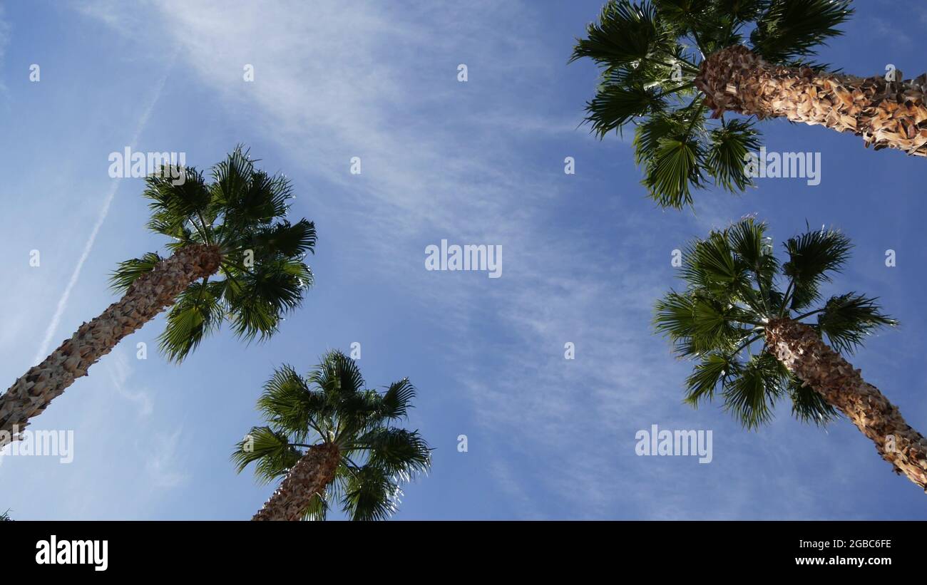 Palms in Los Angeles, California, USA. Summertime aesthetic of Santa ...