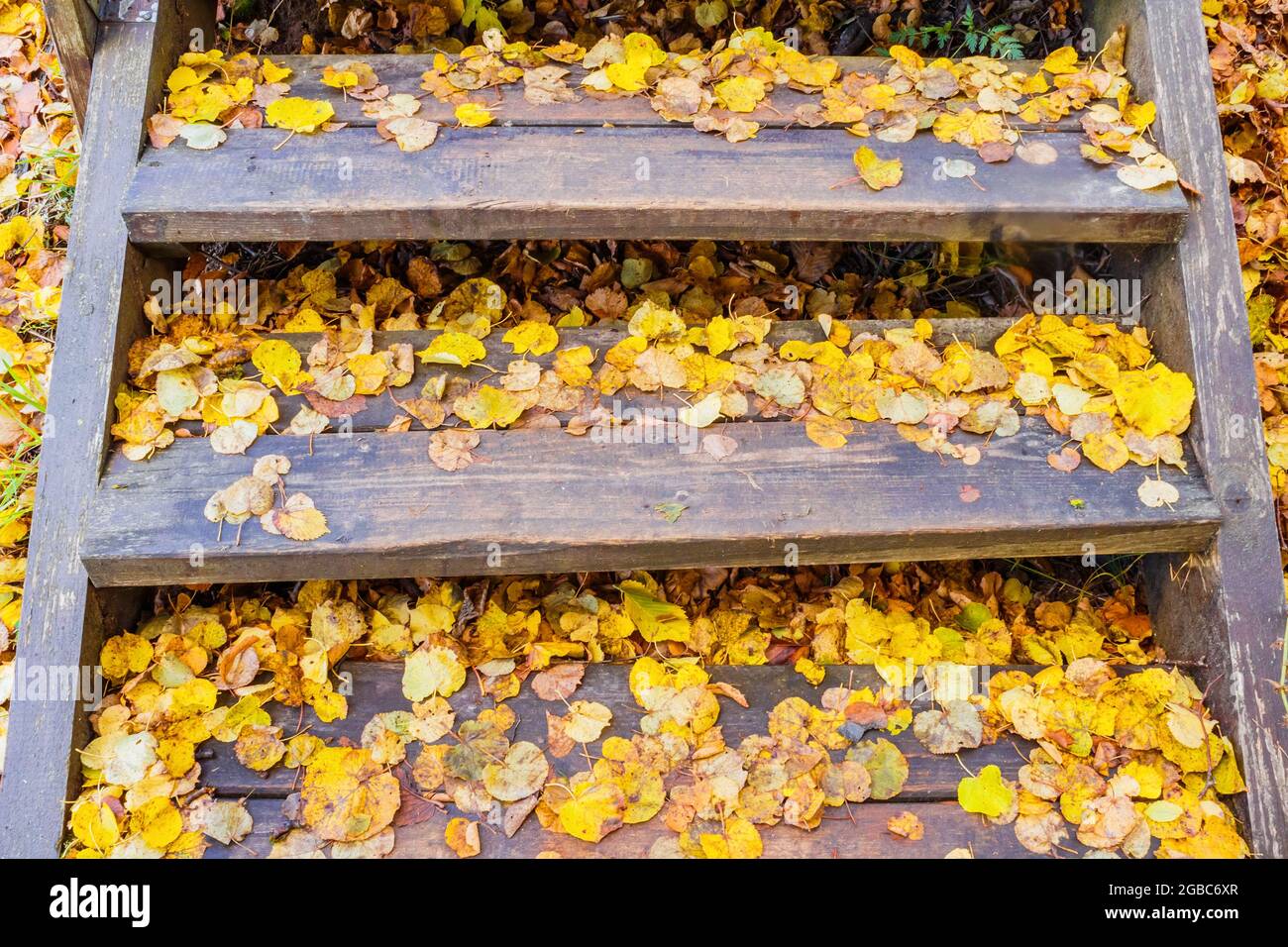Many yellow autumn leaves on wooden steps Stock Photo - Alamy