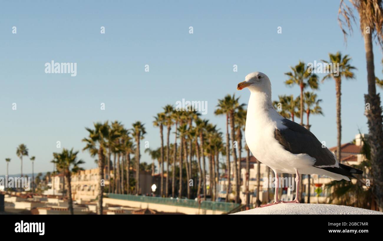 Seagull on wooden pier railings. Bird close up and palm trees in ...