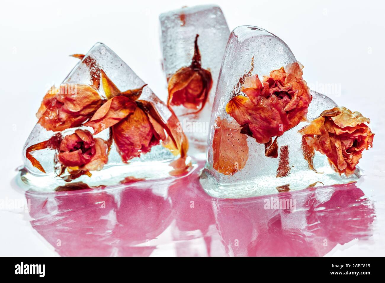 Frozen rose in ice cube Stock Photo - Alamy