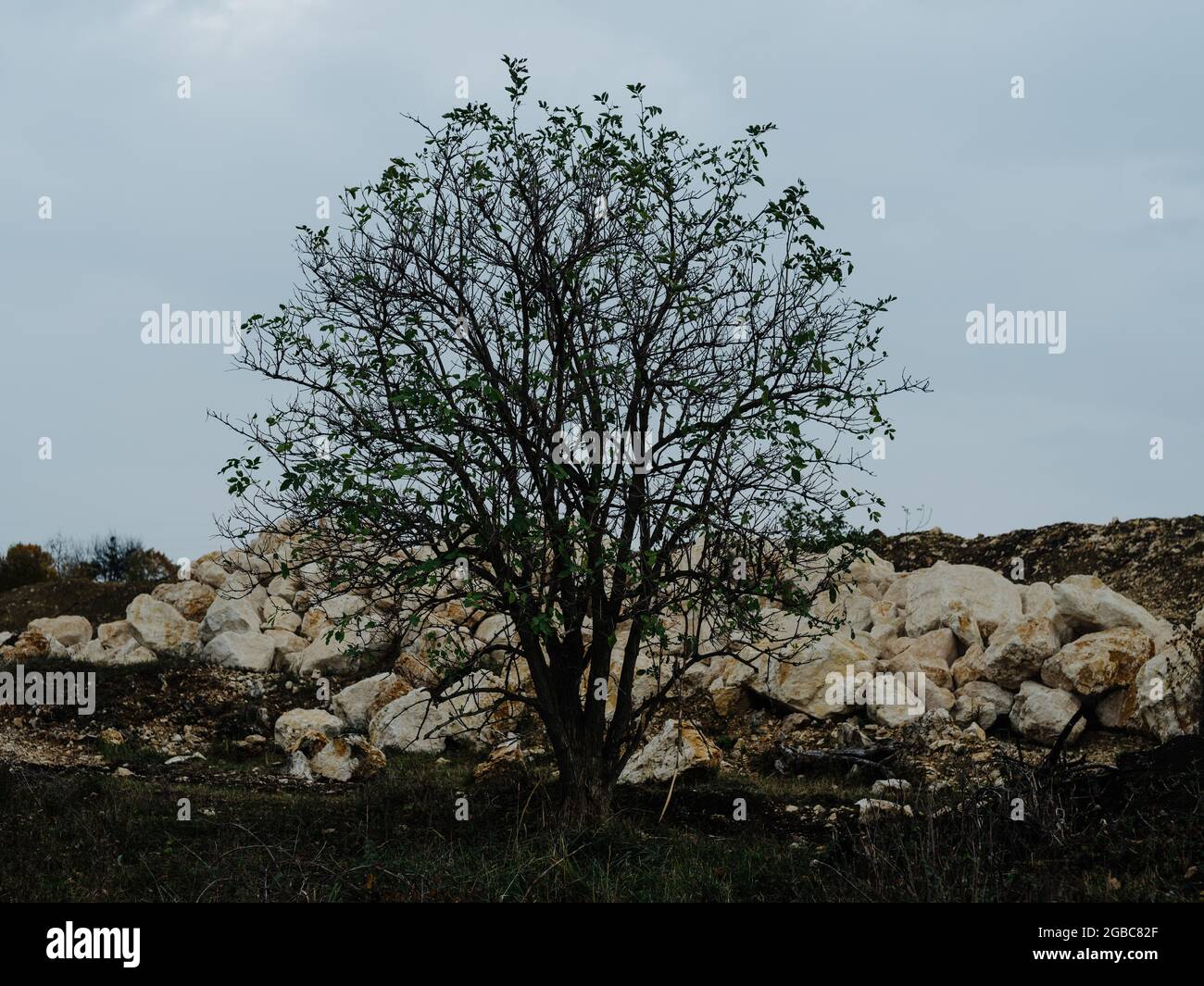 tree stones landscape nature Green grass Stock Photo - Alamy