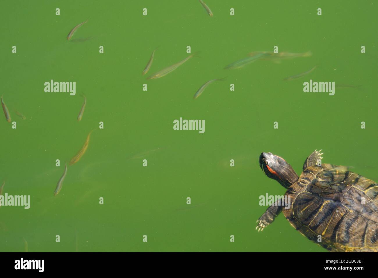 Small sea turtles in turtle hi-res stock photography and images - Alamy