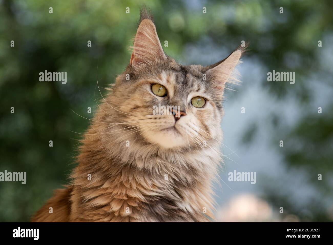beautiful female maine coon cat black silver tortie Stock Photo - Alamy