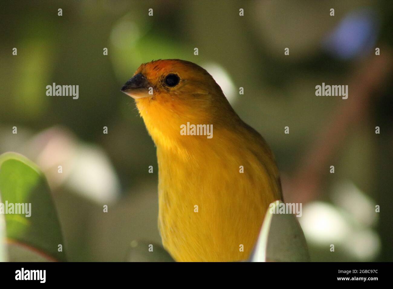 Canarinho do reino hi-res stock photography and images - Alamy