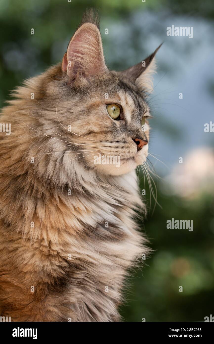 beautiful female maine coon cat black silver tortie Stock Photo - Alamy