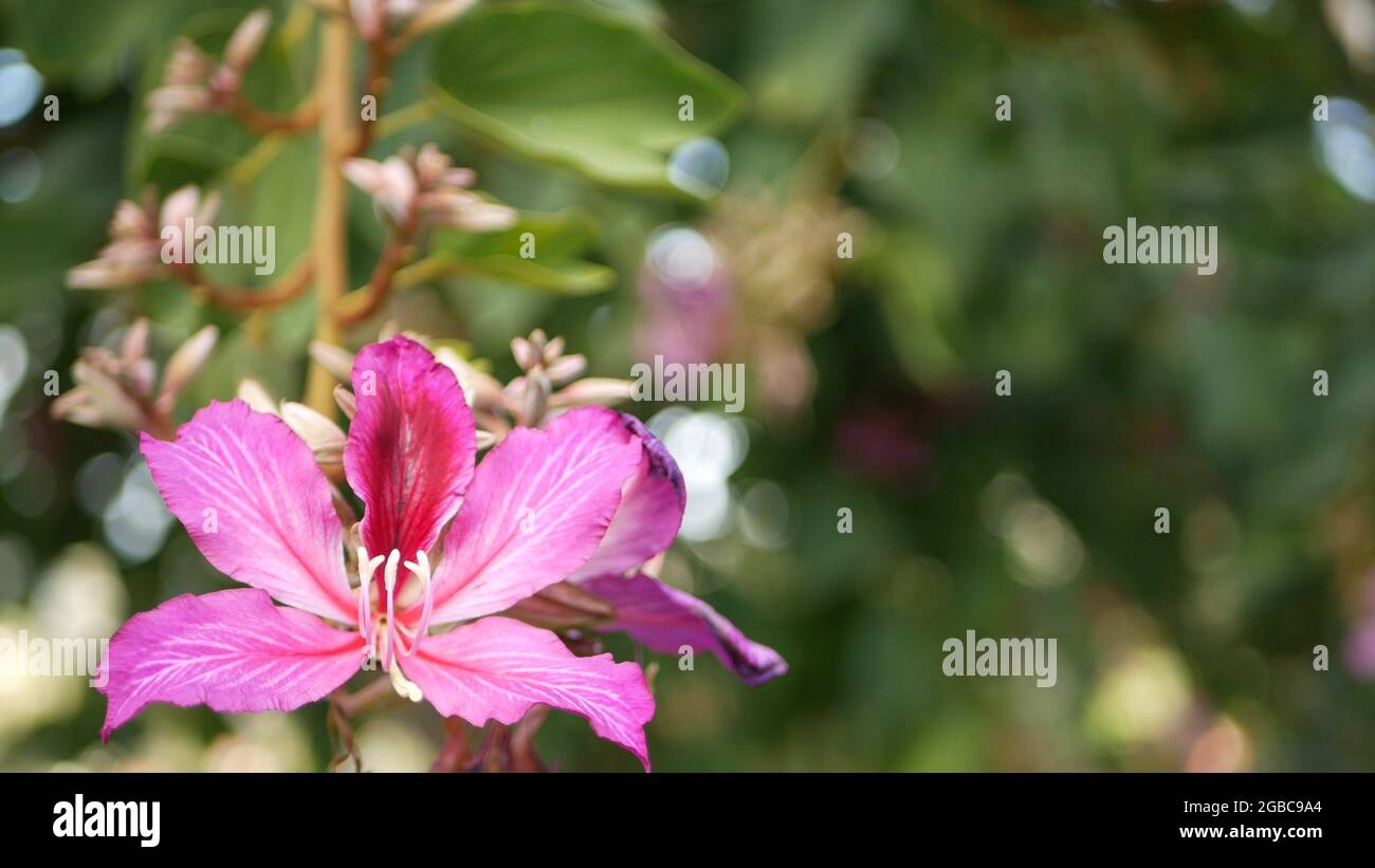 Purple bauhinia orchid tree flower blossom, California USA. Violet ...