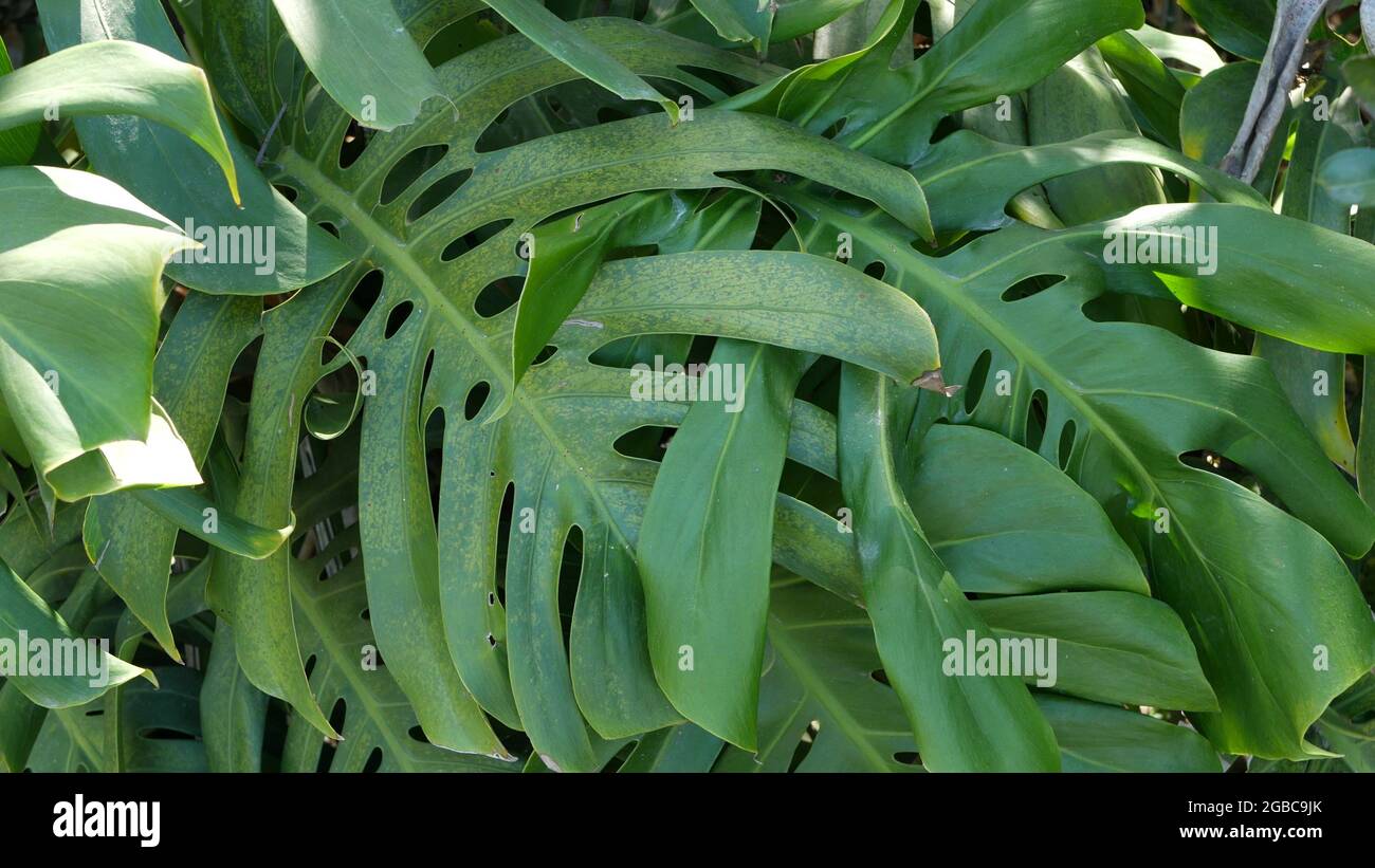 Exotic monstera jungle rainforest tropical atmosphere. Fresh juicy ...