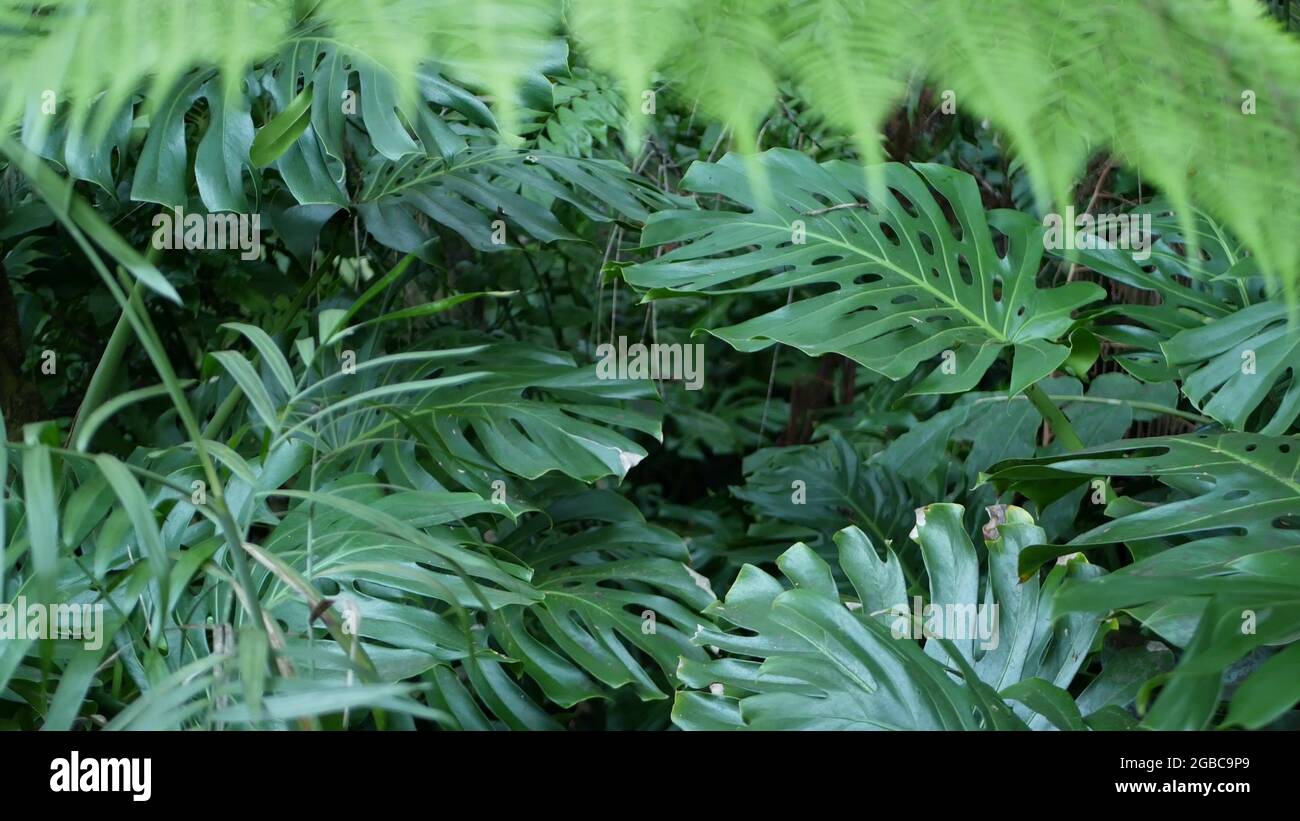 Exotic monstera jungle rainforest tropical atmosphere. Fresh juicy ...
