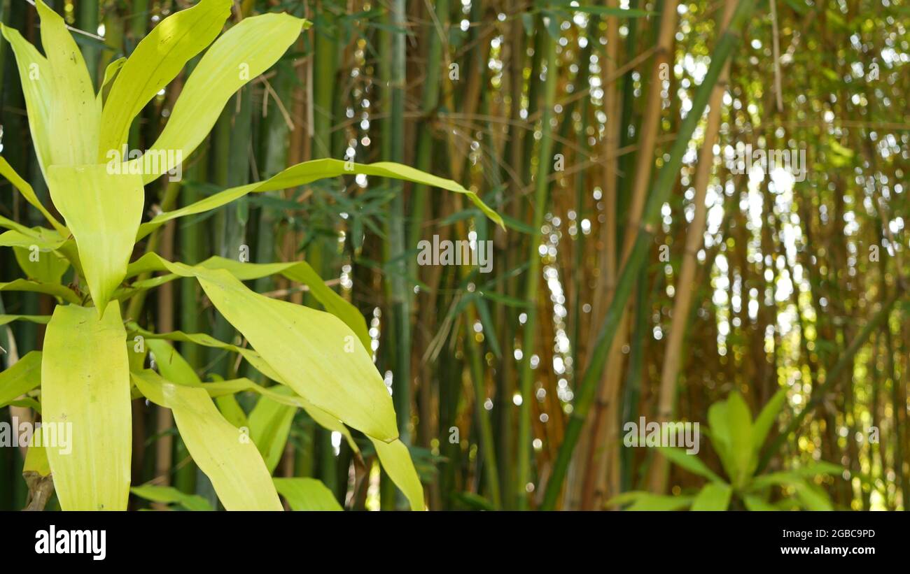 Bamboo forest, exotic asian tropical atmosphere. Green trees in ...