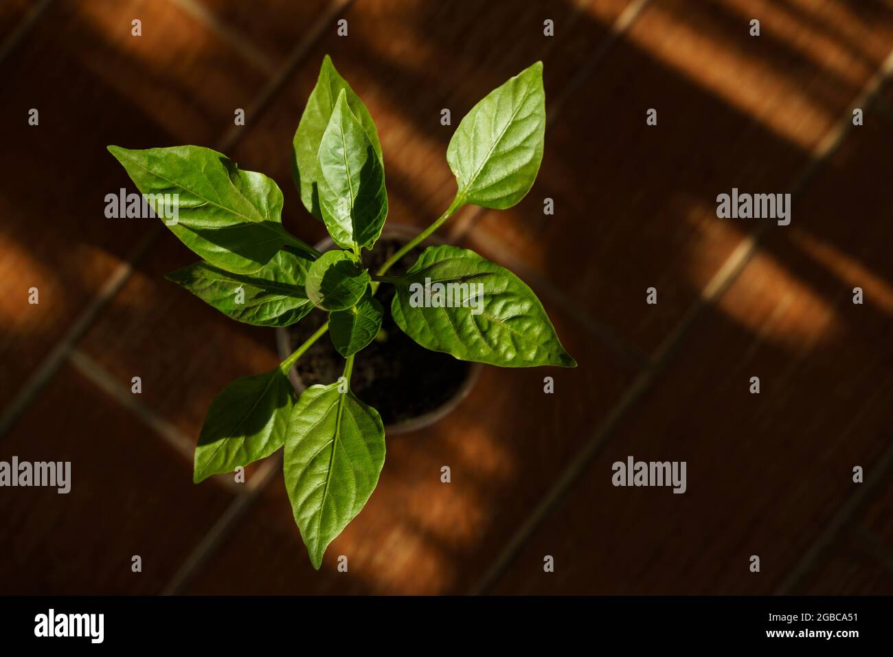 Paprika seedling hi-res stock photography and images - Alamy