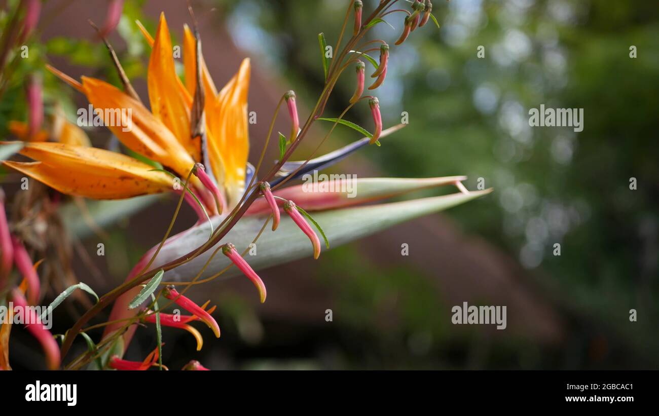 Strelitzia bird of paradise tropical crane flower, California USA ...