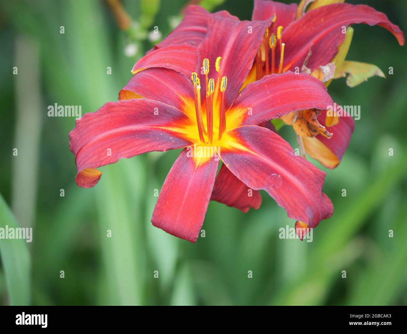 Daylily - Hemerocallis 'Red Magic' Stock Photo - Alamy