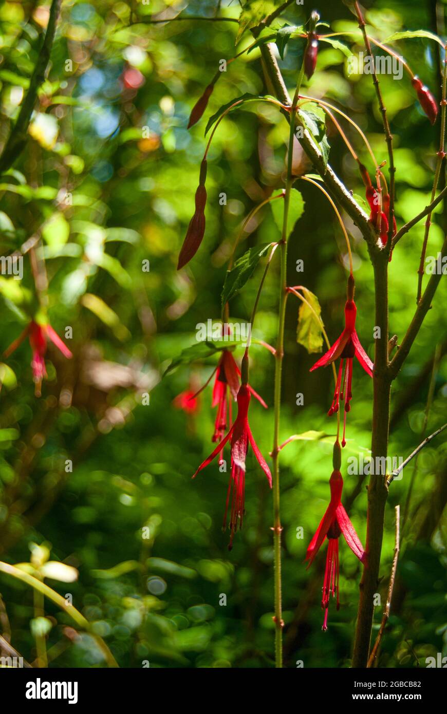 Red wild fuchsia with a green blurry background, sun dancing on the ...