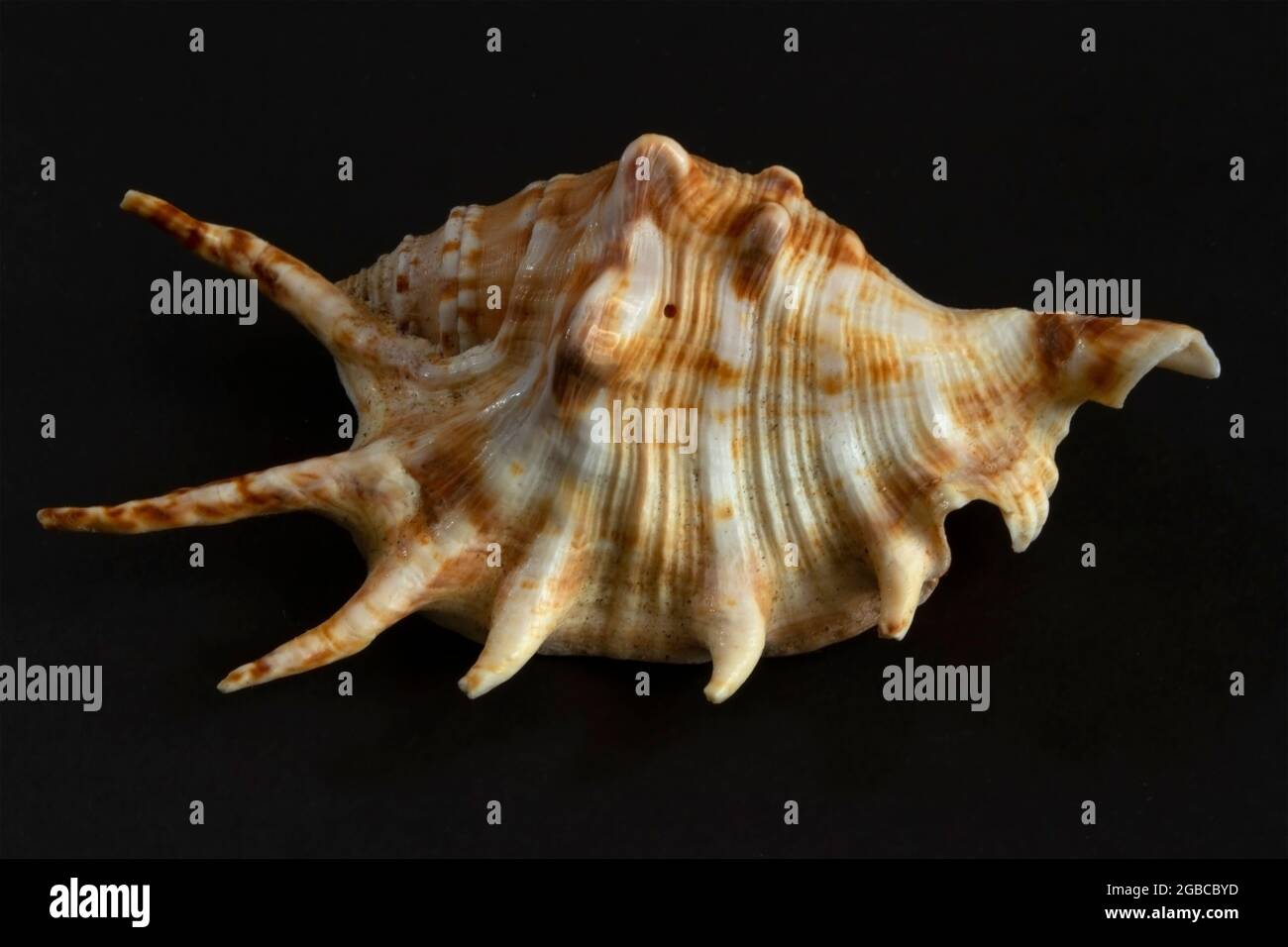 A conspicuous shell of sheltered shallow waters in Coral Reefs, the ...