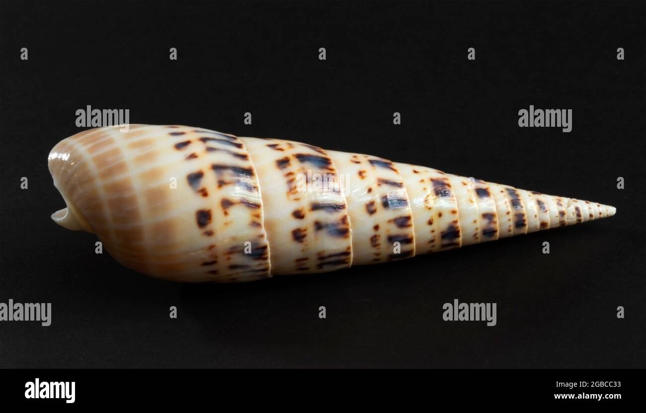 Spike marlin hi-res stock photography and images - Alamy