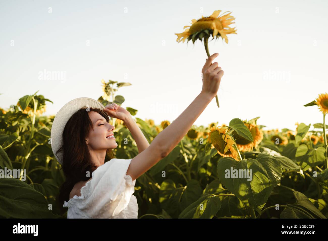 Attractive young woman model posing in field of sunflowers Stock Photo ...