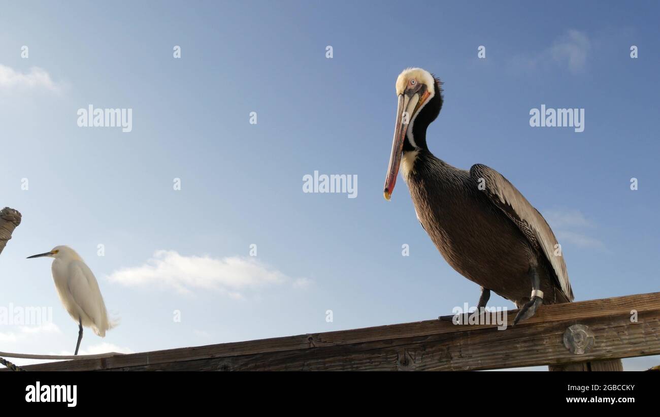 Pelican and white snowy egret, heron on wooden pier railings, Oceanside ...