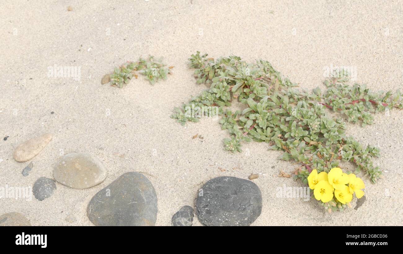 Creeper plant on pacific ocean sandy beach, California coast, USA. Sand ...