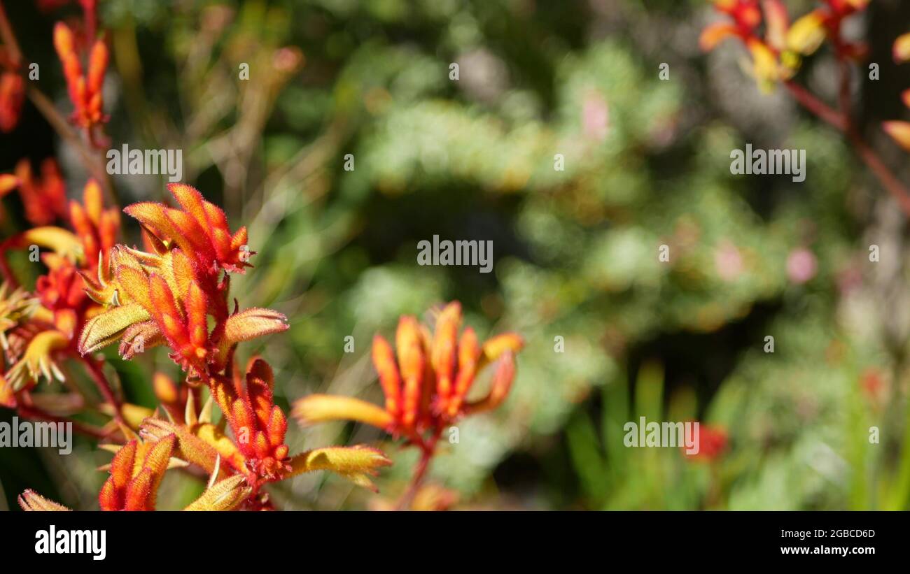 Anigozanthos humilis hi-res stock photography and images - Alamy