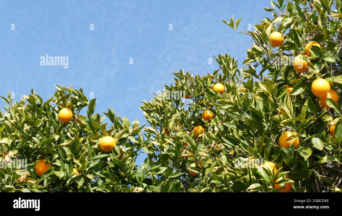 Citrus orange fruit on tree, California USA. Spring garden, american ...