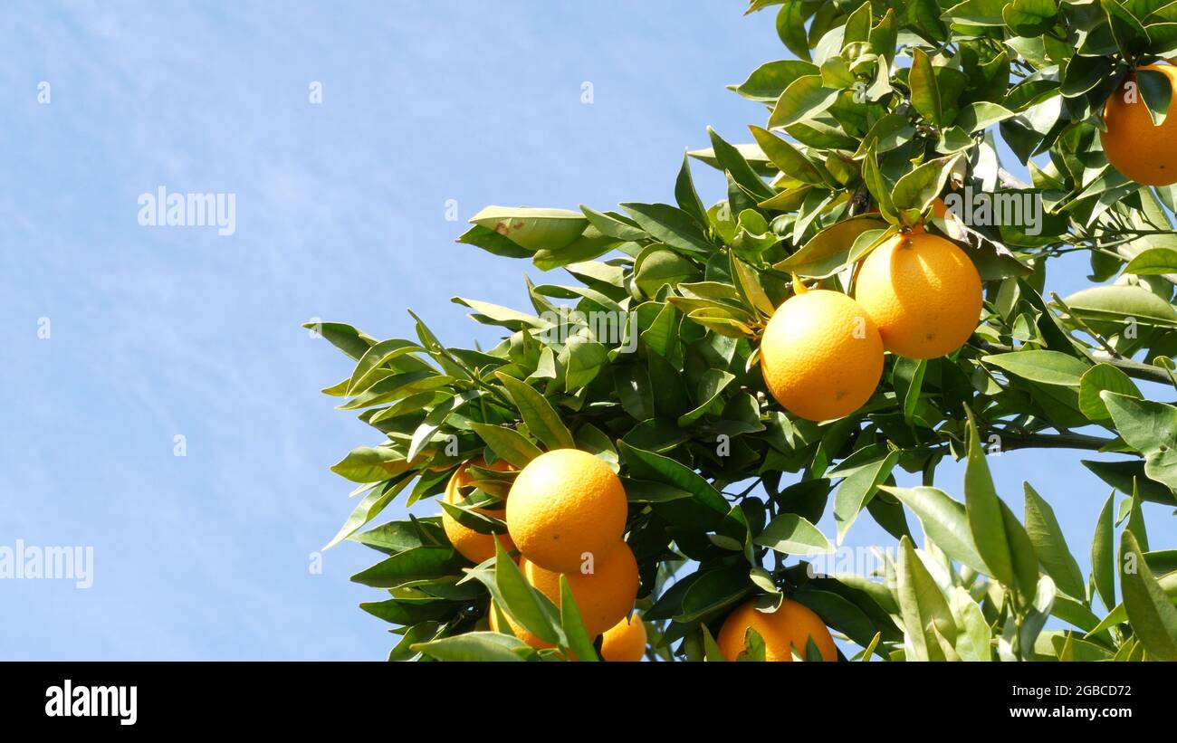 Citrus orange fruit on tree, California USA. Spring garden, american ...