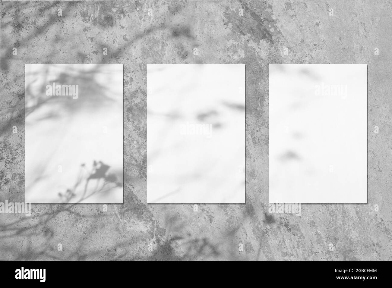 Tree leaves Black and White Stock Photos & Images - Alamy