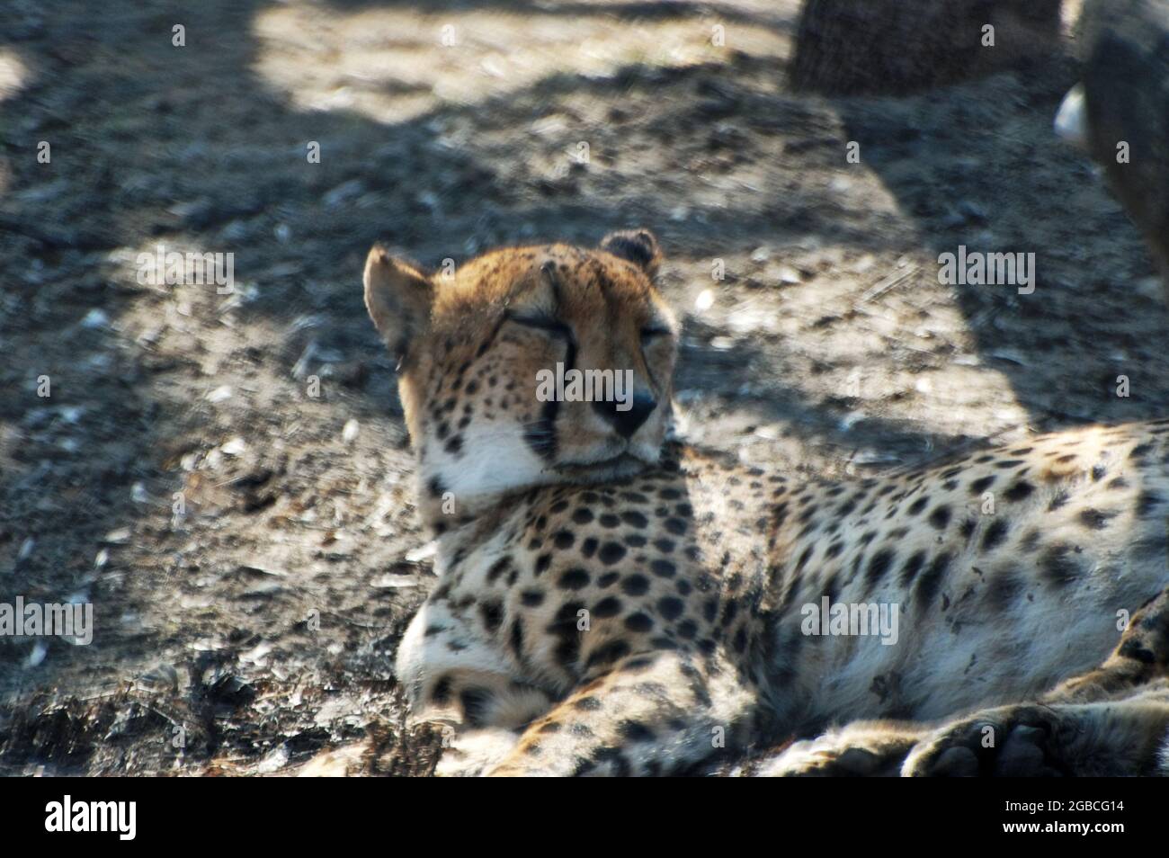 Picture cheetah hi-res stock photography and images - Alamy